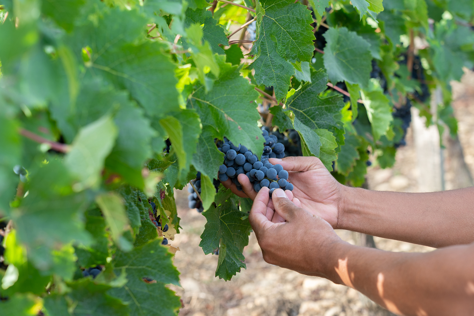 Laboratoire Novatech | Sélection, analyse et recherche de la vigne